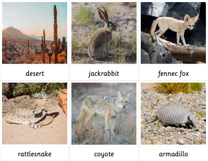 Montessori 3 Part Cards Desert Habitat - Etsy