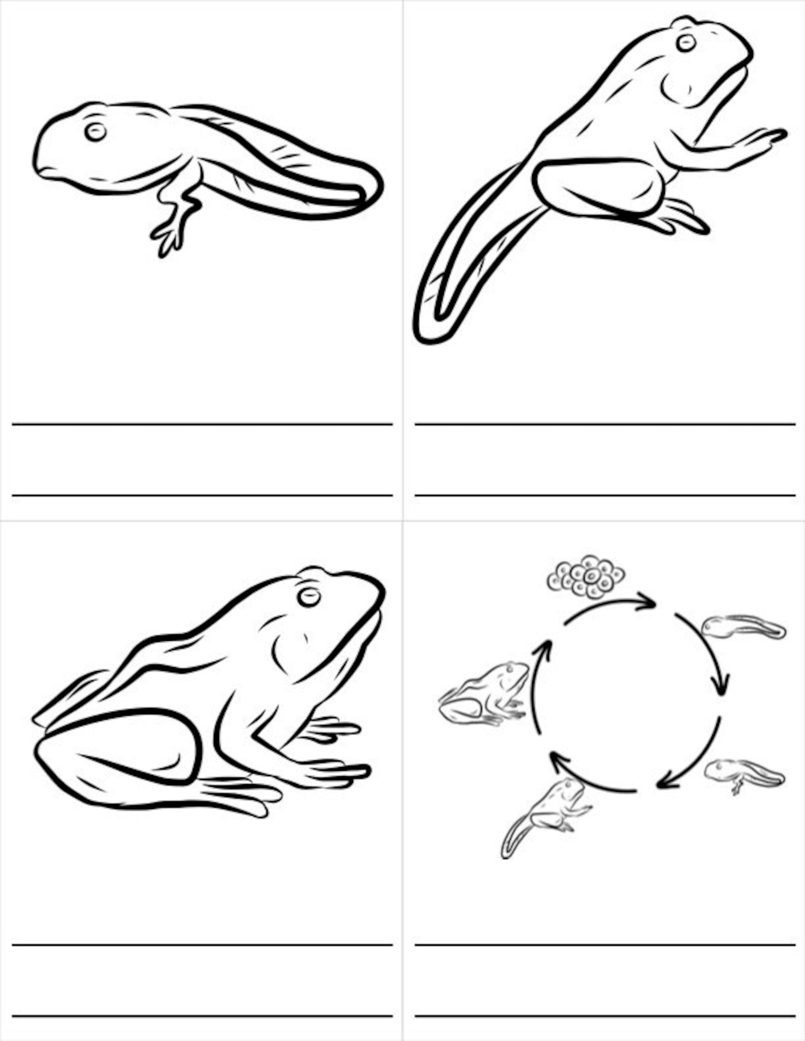 Frog Life Cycle Book - Etsy