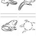 Frog Life Cycle Book - Etsy