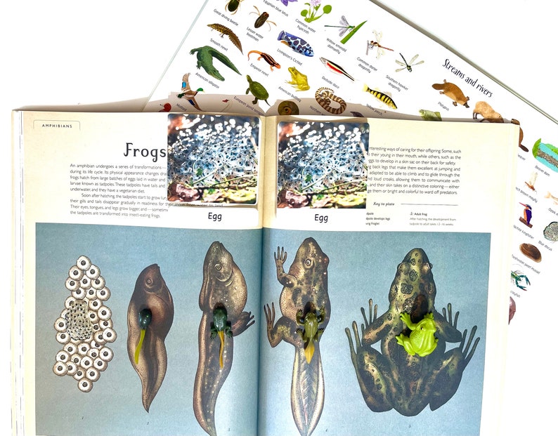 Montessori 3 Part Cards Frog Life Cycle With Objects - Etsy