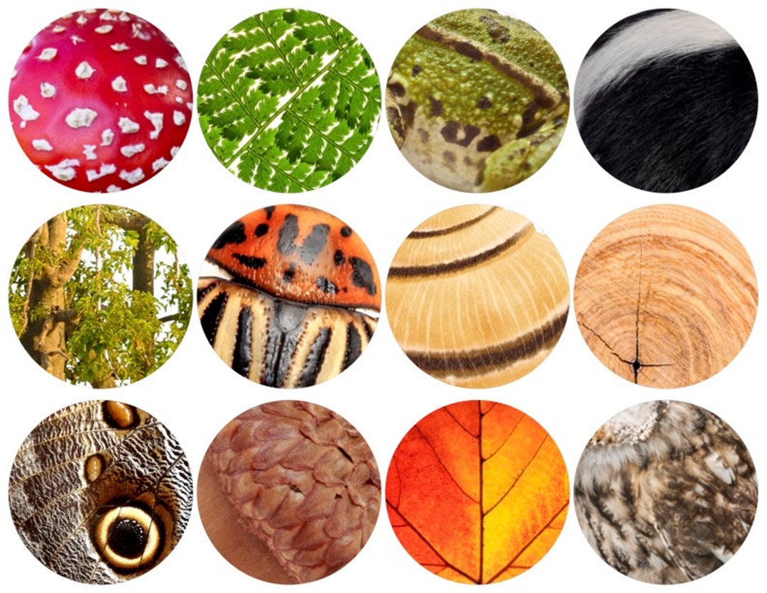 Woodland Magnified Matching Cards - Etsy