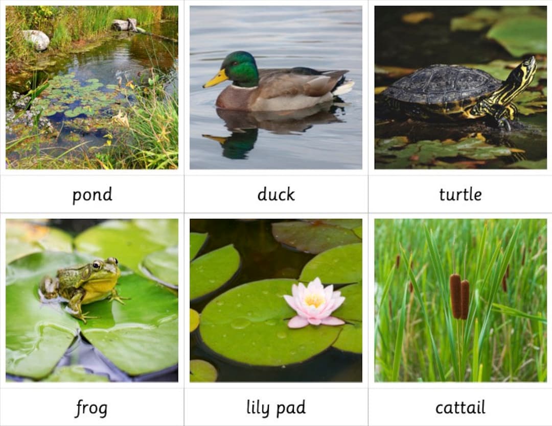 Montessori 3 Part Cards Pond Habitat - Etsy