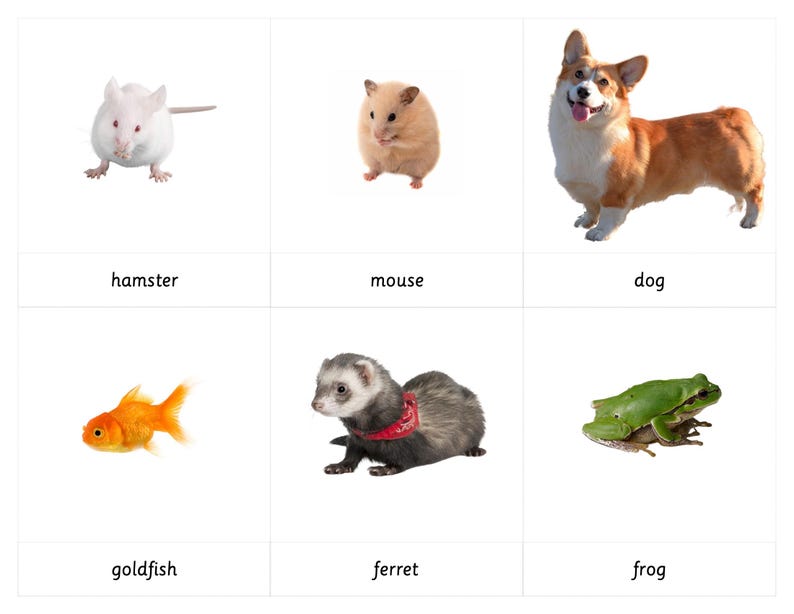 Pets - Montessori 3 Part Cards With Language Objects - Etsy