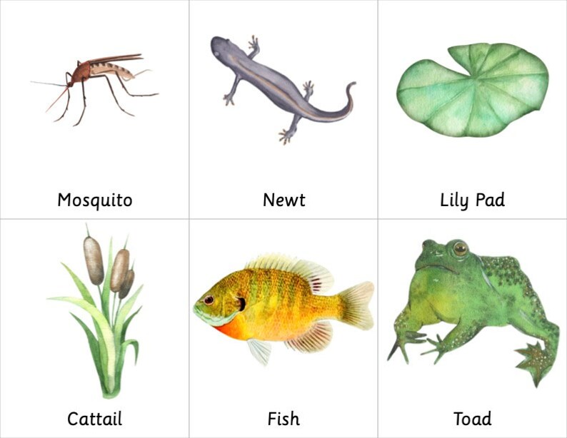 Montessori 3 Part Cards Pond Habitat - Etsy