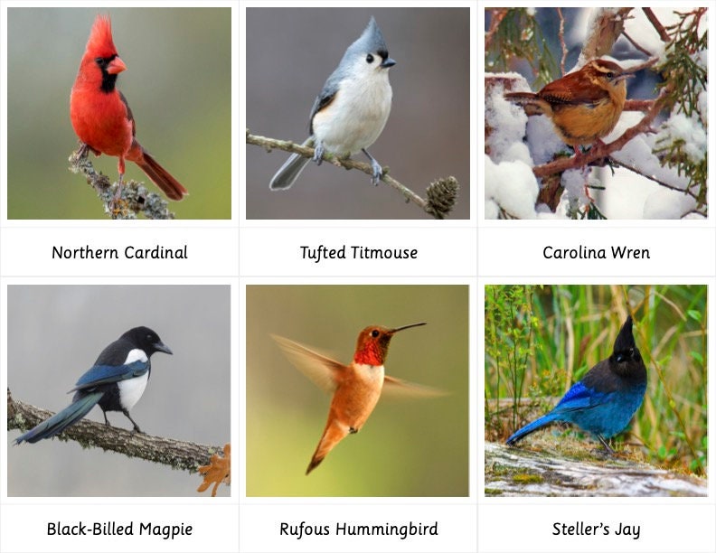Montessori 3 Part Cards Backyard Birds - Etsy