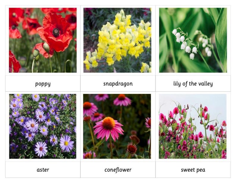 Flower Montessori 3 Part Cards - Etsy