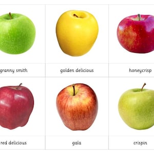 Types of Apples Montessori 3 Part Cards - Etsy