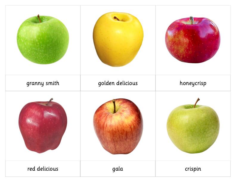 Types of Apples Montessori 3 Part Cards - Etsy