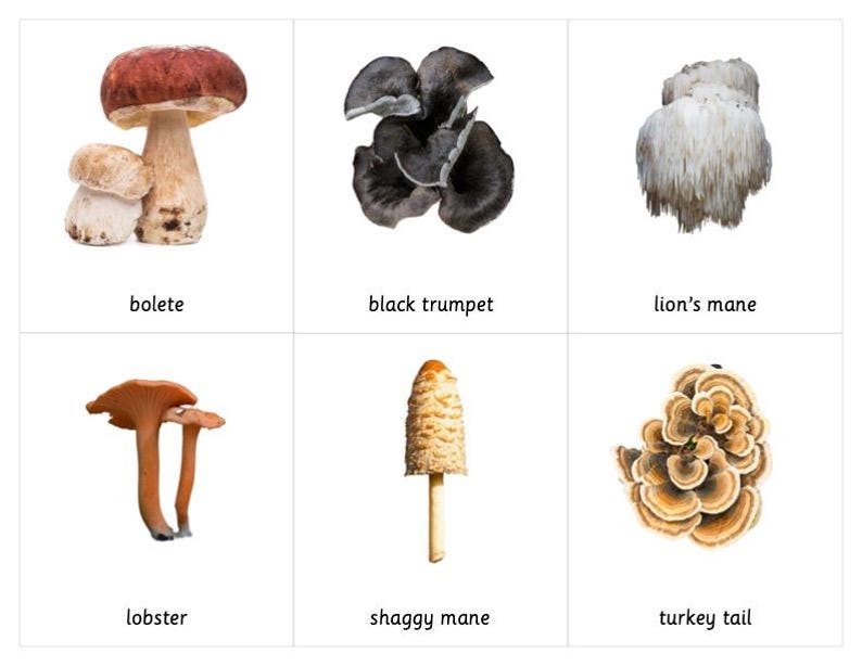 Types of Mushrooms - Montessori 3 Part Cards - Etsy
