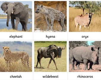 Montessori 3 Part Cards Seashells - Etsy