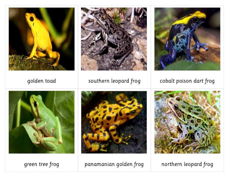 Types of Frogs Montessori 3 Part Cards - Etsy