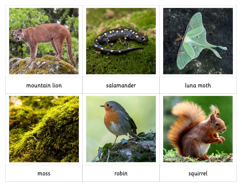 Forest Habitat Montessori 3 Part Cards - Etsy
