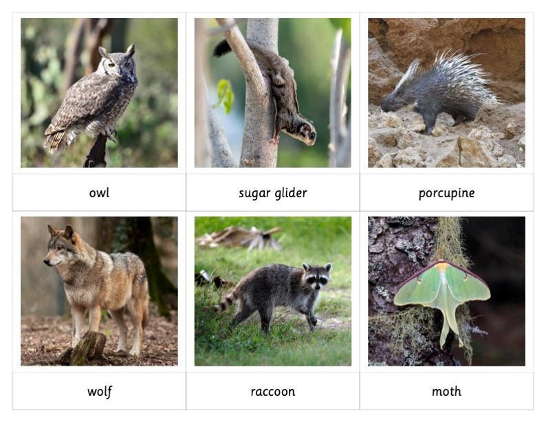 Nocturnal Animal Montessori 3 Part Cards - Etsy
