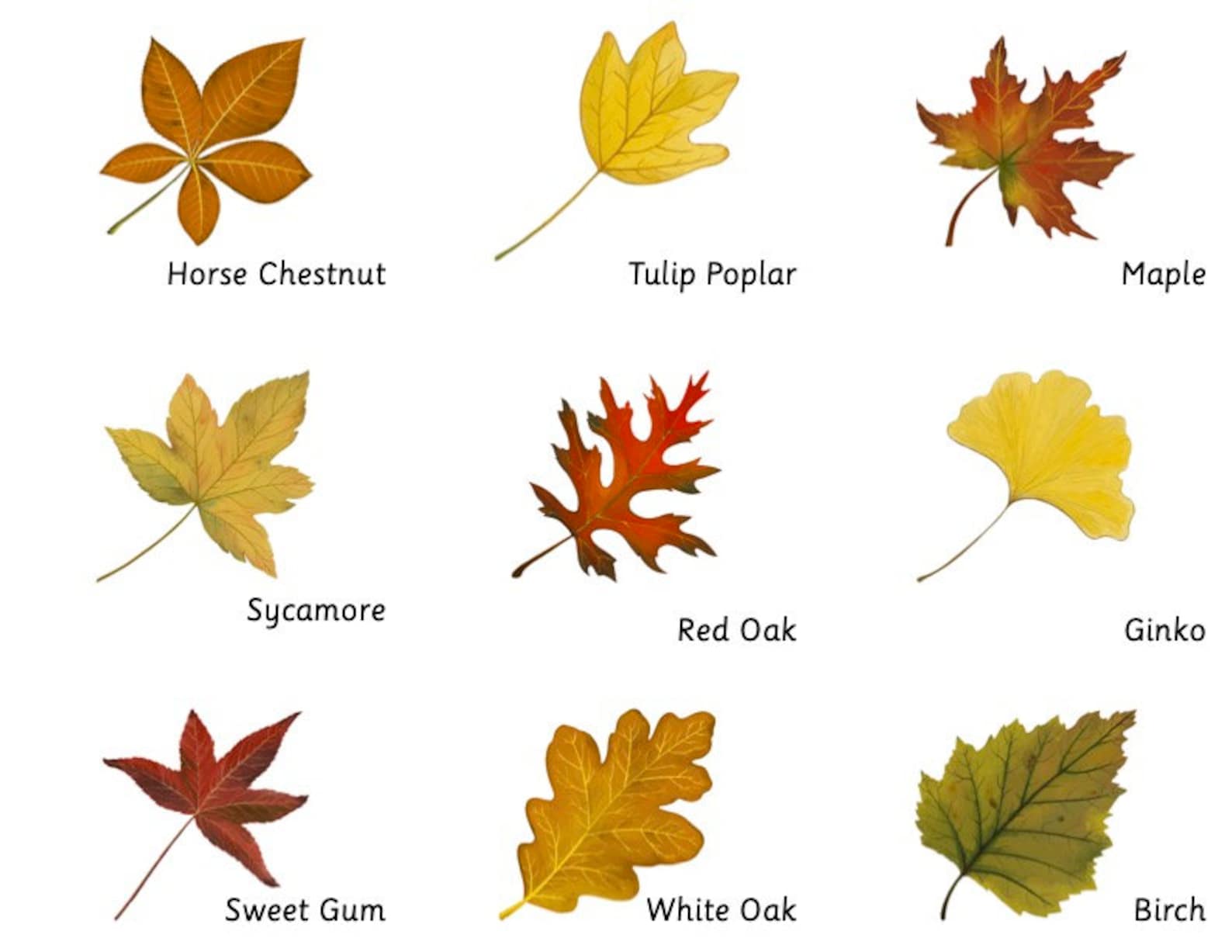 Leaf Silhouette Matching Cards - Etsy