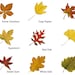 Leaf Silhouette Matching Cards - Etsy