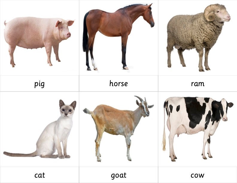 Montessori Farm 3 Part Cards & Matching Objects - Etsy