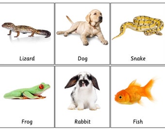 Montessori 3 Part Cards Backyard Birds - Etsy