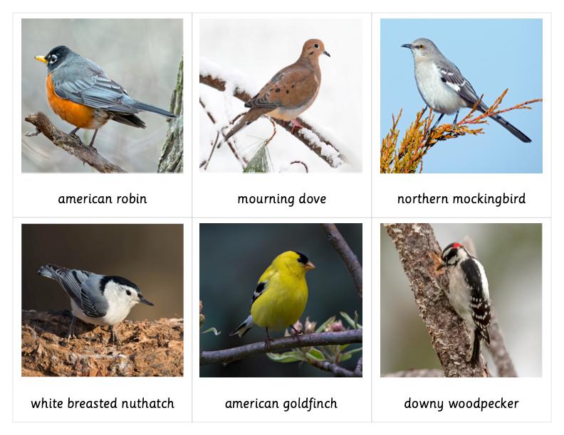 Backyard Birds - Montessori 3 Part Cards - Etsy