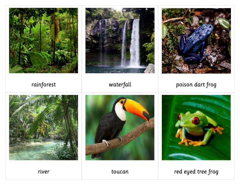 Rainforest Habitat Montessori 3 Part Cards - Etsy