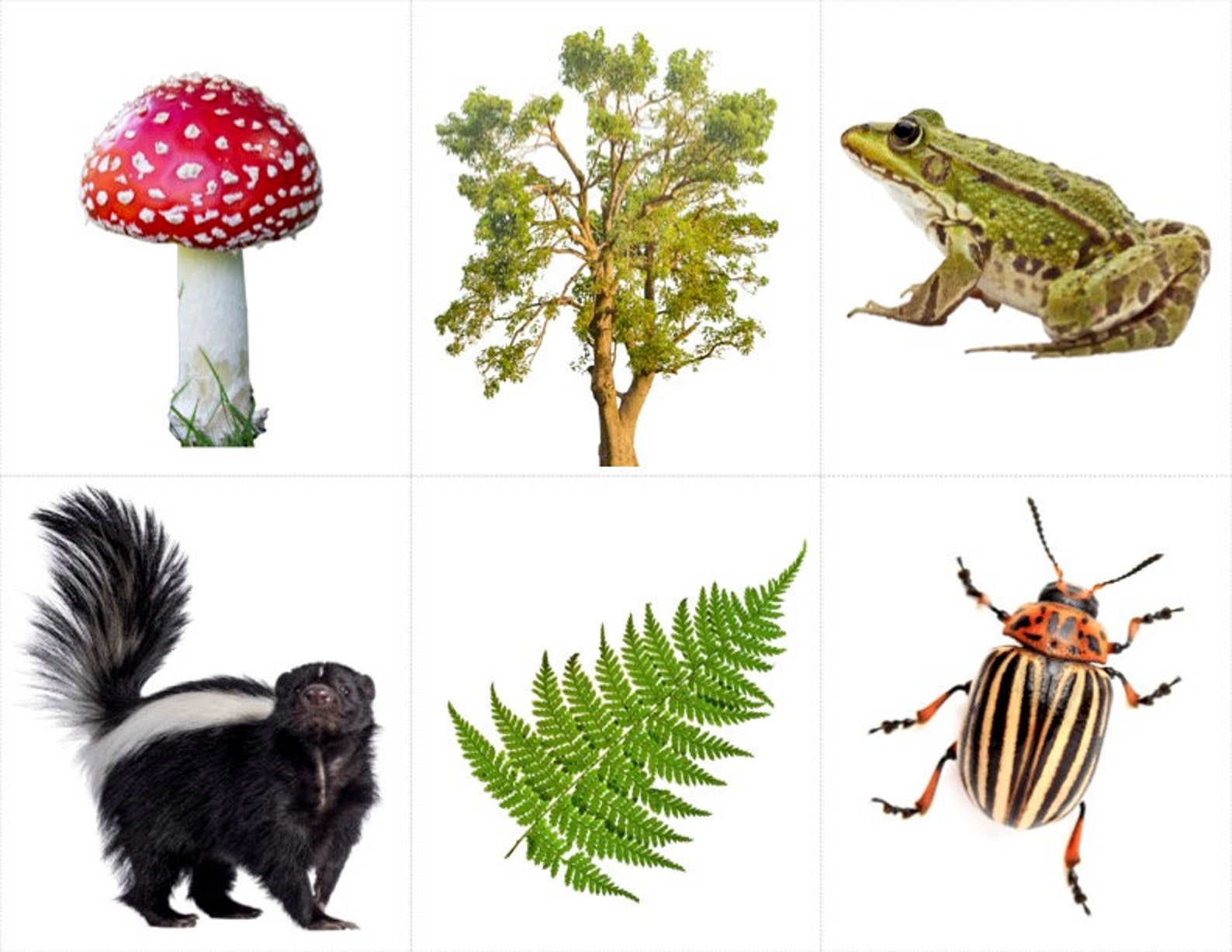 Woodland Magnified Matching Cards - Etsy