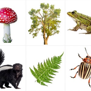 Woodland Magnified Matching Cards - Etsy