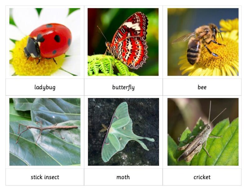 Insect Montessori 3 Part Cards - Etsy