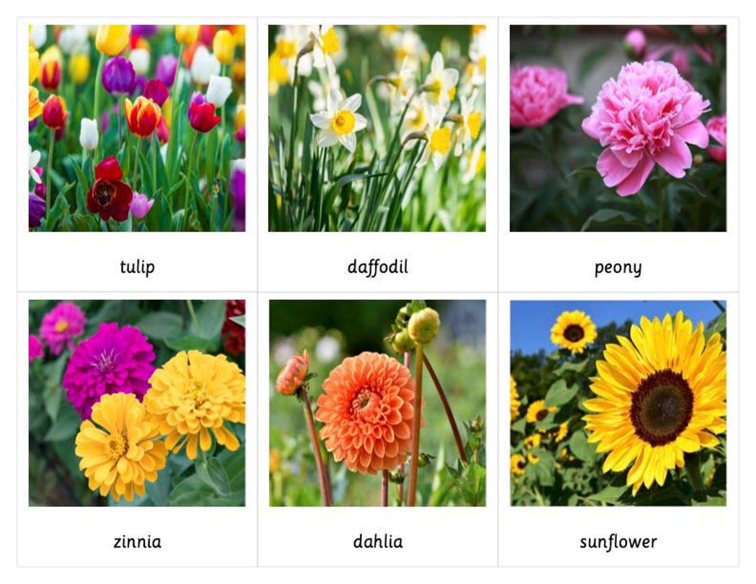 Flower Montessori 3 Part Cards - Etsy