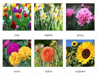 Montessori 3 Part Cards/flower Language Cards/spring Flowers/emergent ...