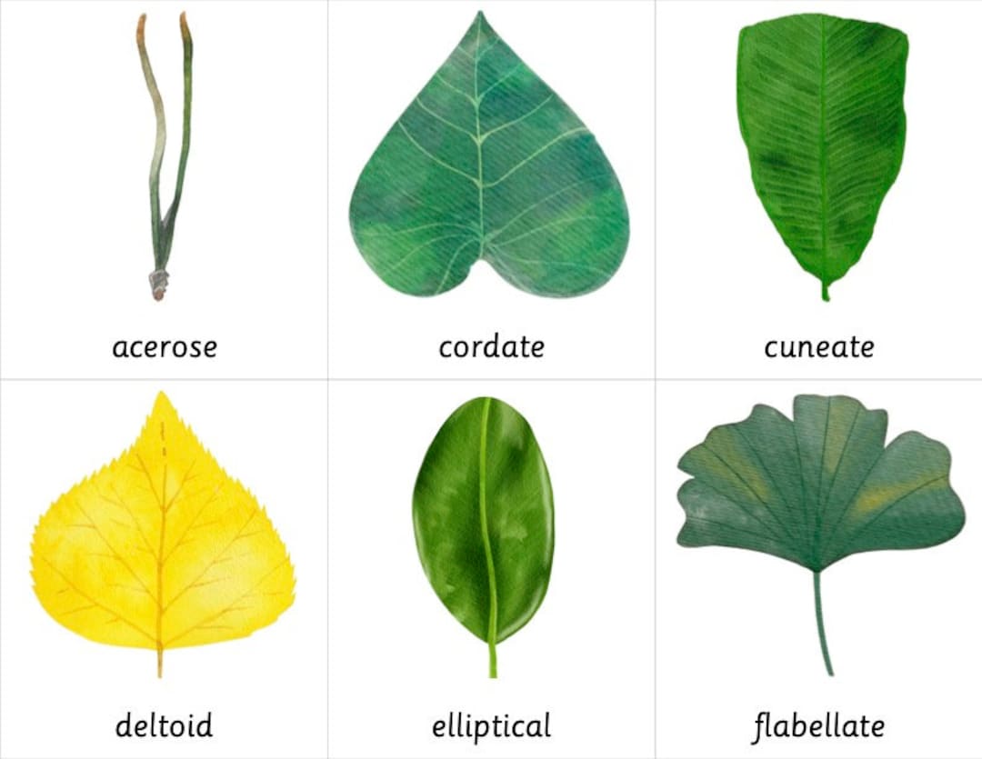Montessori Botany Leaf Shape 3 Part Cards - Etsy
