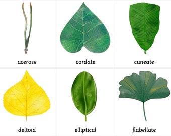 Tree Leaves Montessori 3 Part Cards (digital Download), Botany, Leaf ...