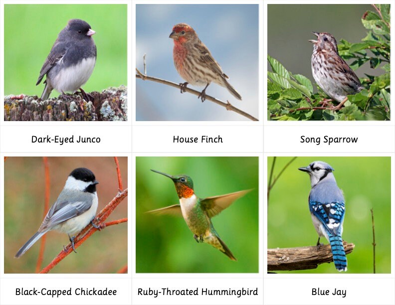 Montessori 3 Part Cards Backyard Birds - Etsy