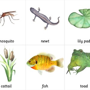 Montessori 3 Part Cards Pond Habitat - Etsy