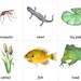 Montessori 3 Part Cards Pond Habitat - Etsy