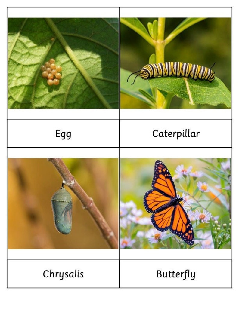 Montessori 3 Part Cards Butterfly Life Cycle - Etsy