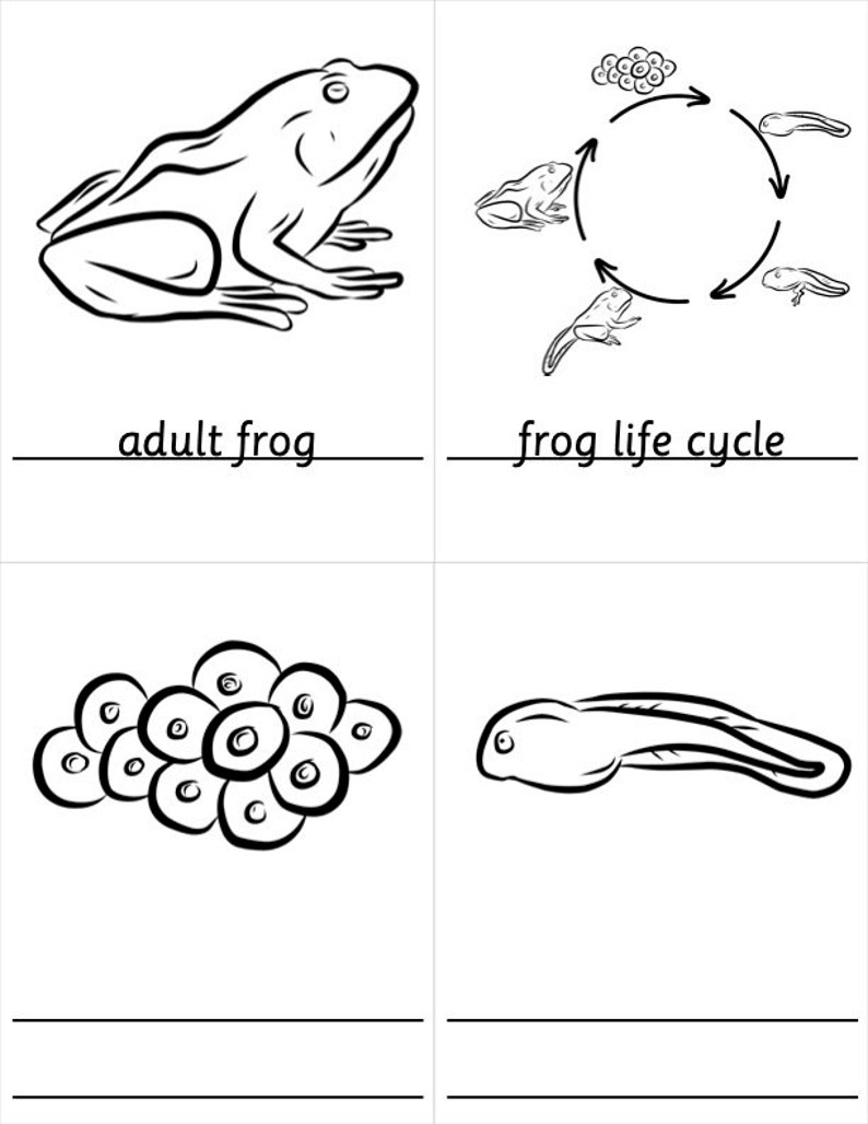 Frog Life Cycle Book - Etsy