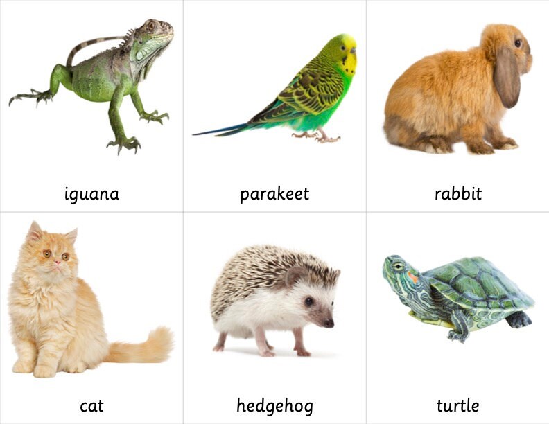 Montessori 3 Part Cards With Objects Pets - Etsy