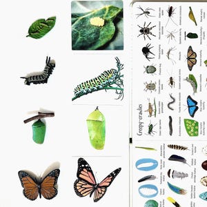 Butterfly Life Cycle - Montessori 3 Part Cards - Etsy