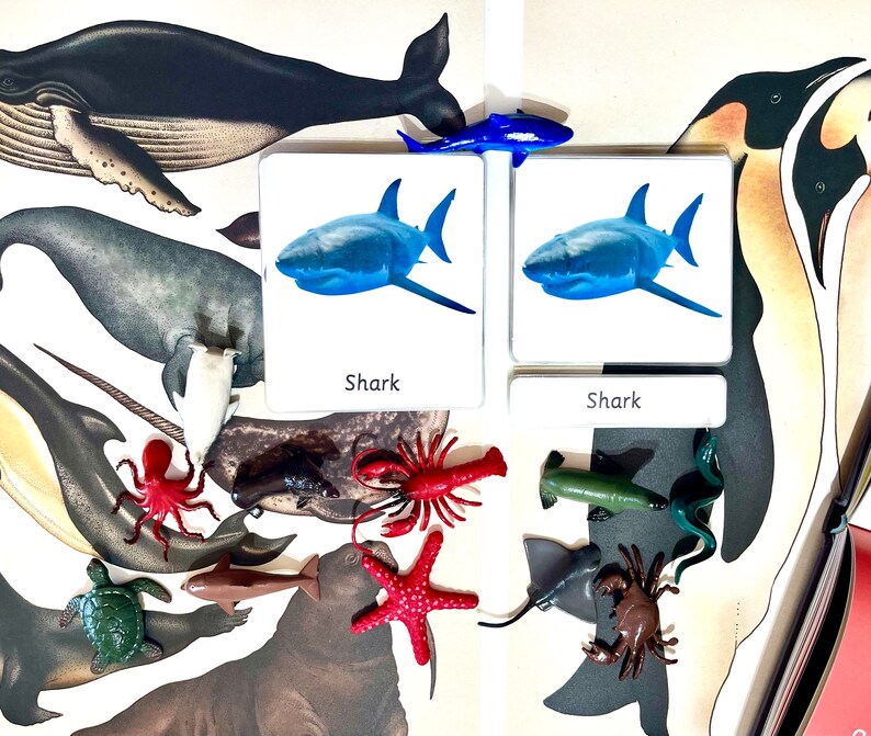 Montessori Ocean 3 Part Cards With Animal Objects - Etsy