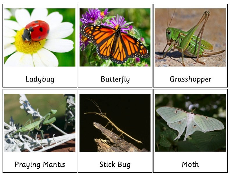 Montessori 3 Part Cards Insects - Etsy