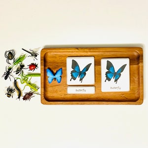 Insect & Bug Montessori 3 Part Cards Set - Etsy