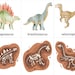 Dinosaur Fossil Identification Cards - Etsy