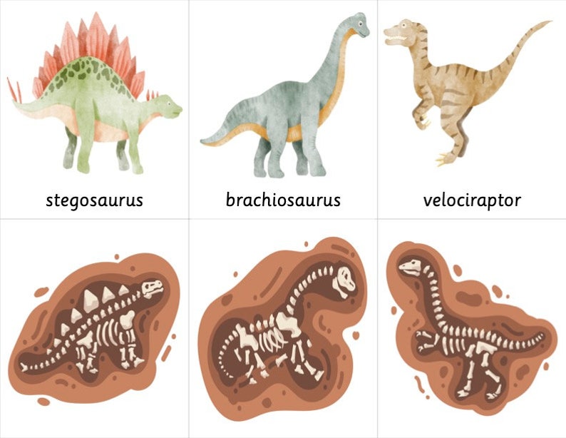 Dinosaur Fossil Identification Cards - Etsy