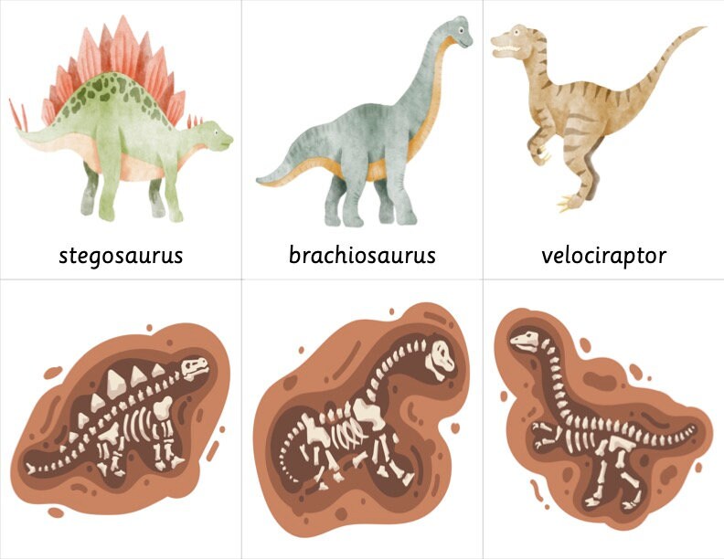 Dinosaur Fossil Identification Cards - Etsy