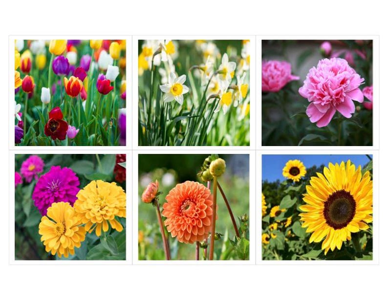 Types of Flowers Montessori 3 Part Cards - Etsy