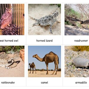 Desert Habitat Montessori 3 Part Cards - Etsy