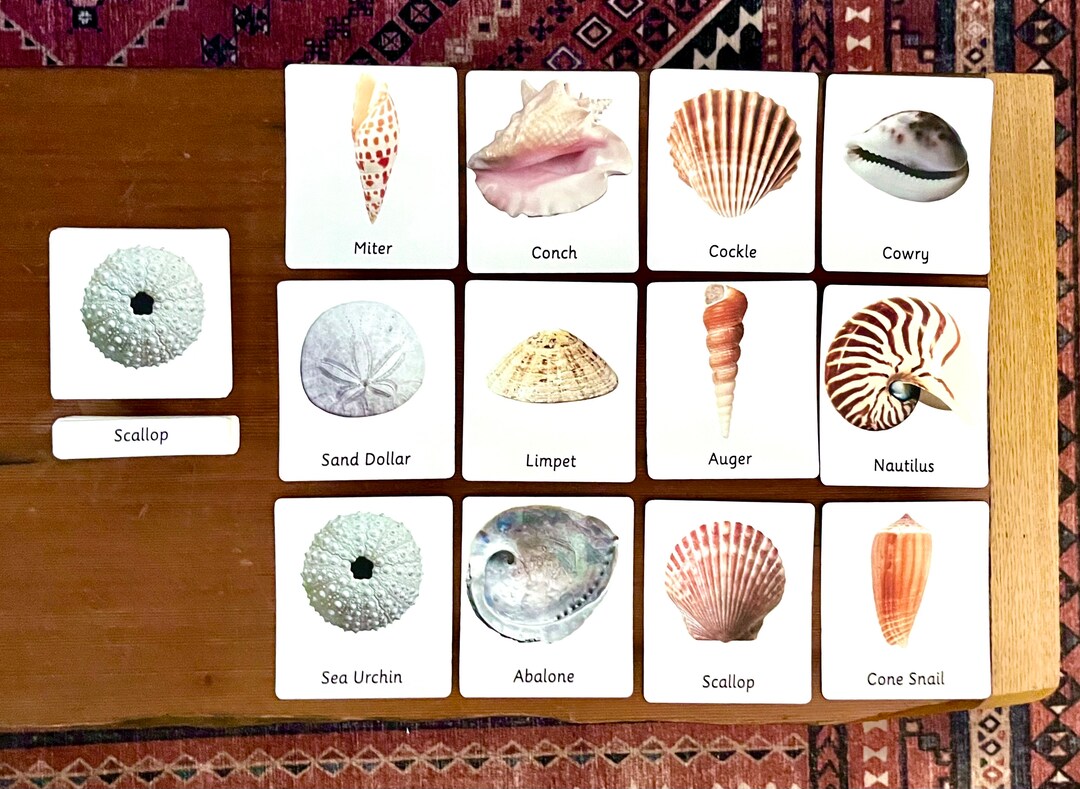 Montessori 3 Part Cards Seashells - Etsy