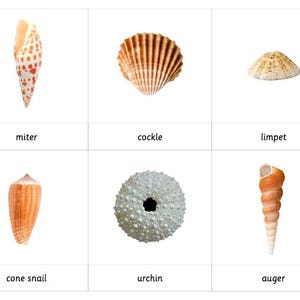 Seashell Montessori 3 Part Cards - Etsy
