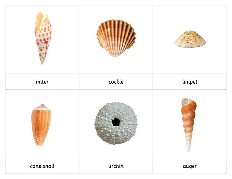 Seashell Montessori 3 Part Cards - Etsy