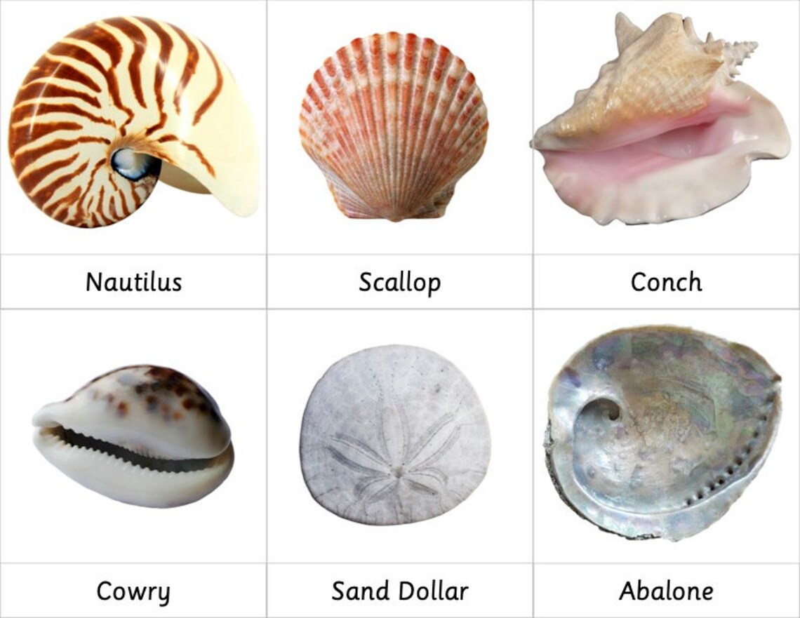 Montessori 3 Part Cards Seashells - Etsy