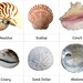Montessori 3 Part Cards Seashells - Etsy